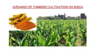 Turmeric cultivation | PPTX