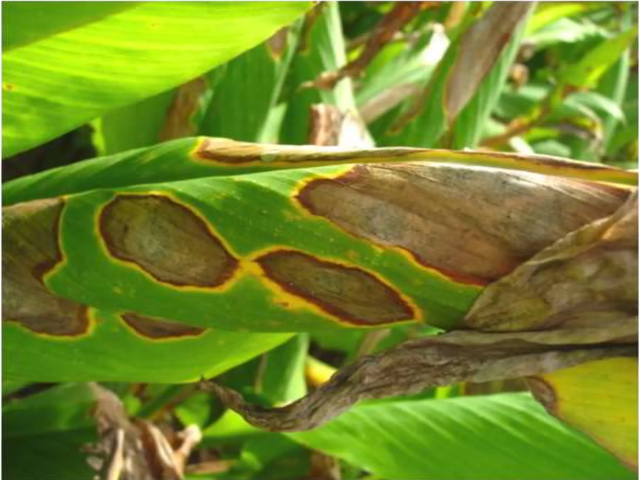 turmeric disease and its management in the crops | PPTX