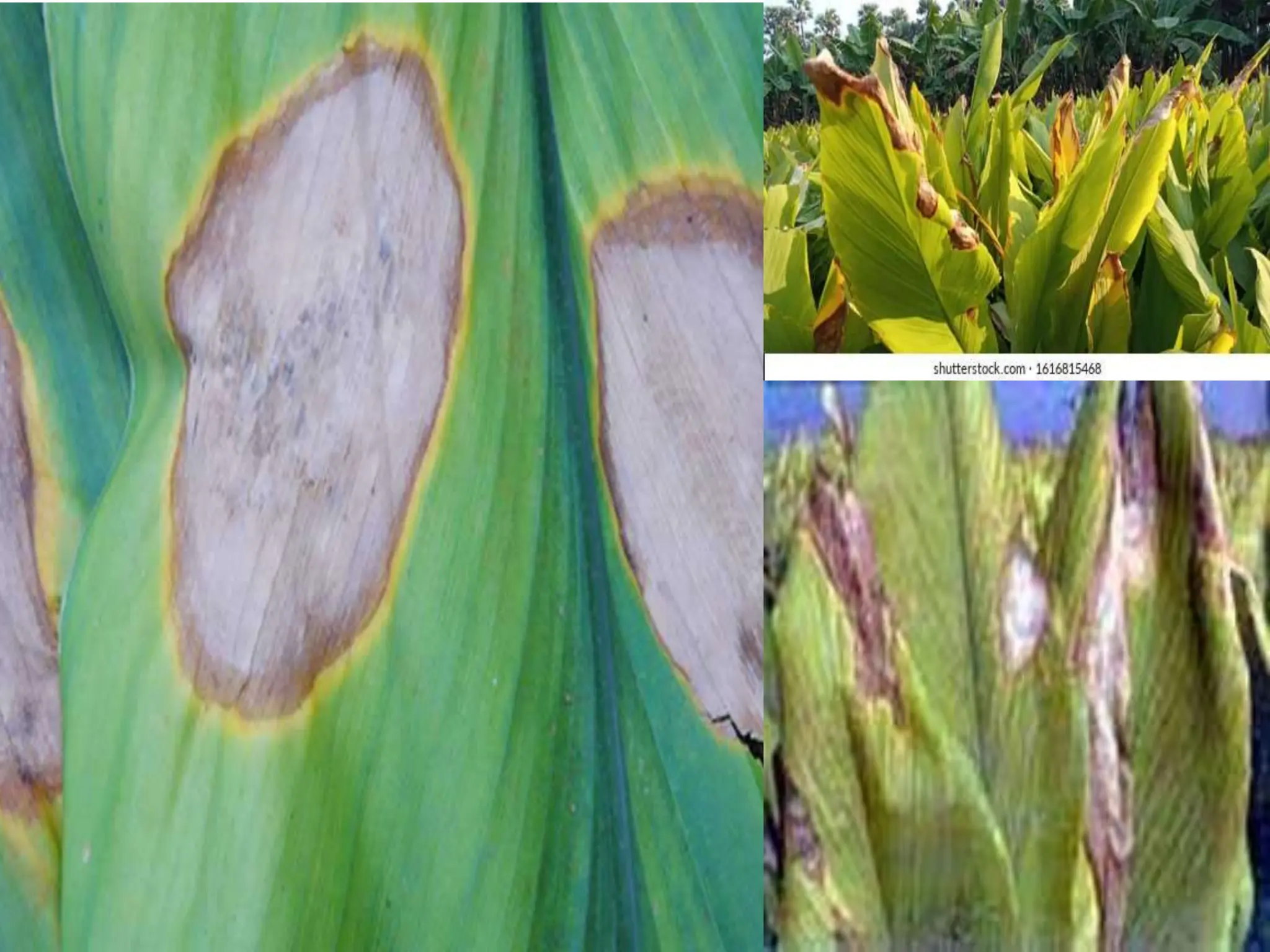 turmeric disease and its management in the crops | PPTX