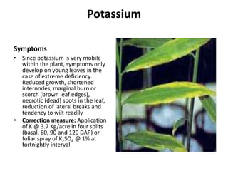 Turmeric physiological disorders By Mr. Allah Dad Khan Provincial ...