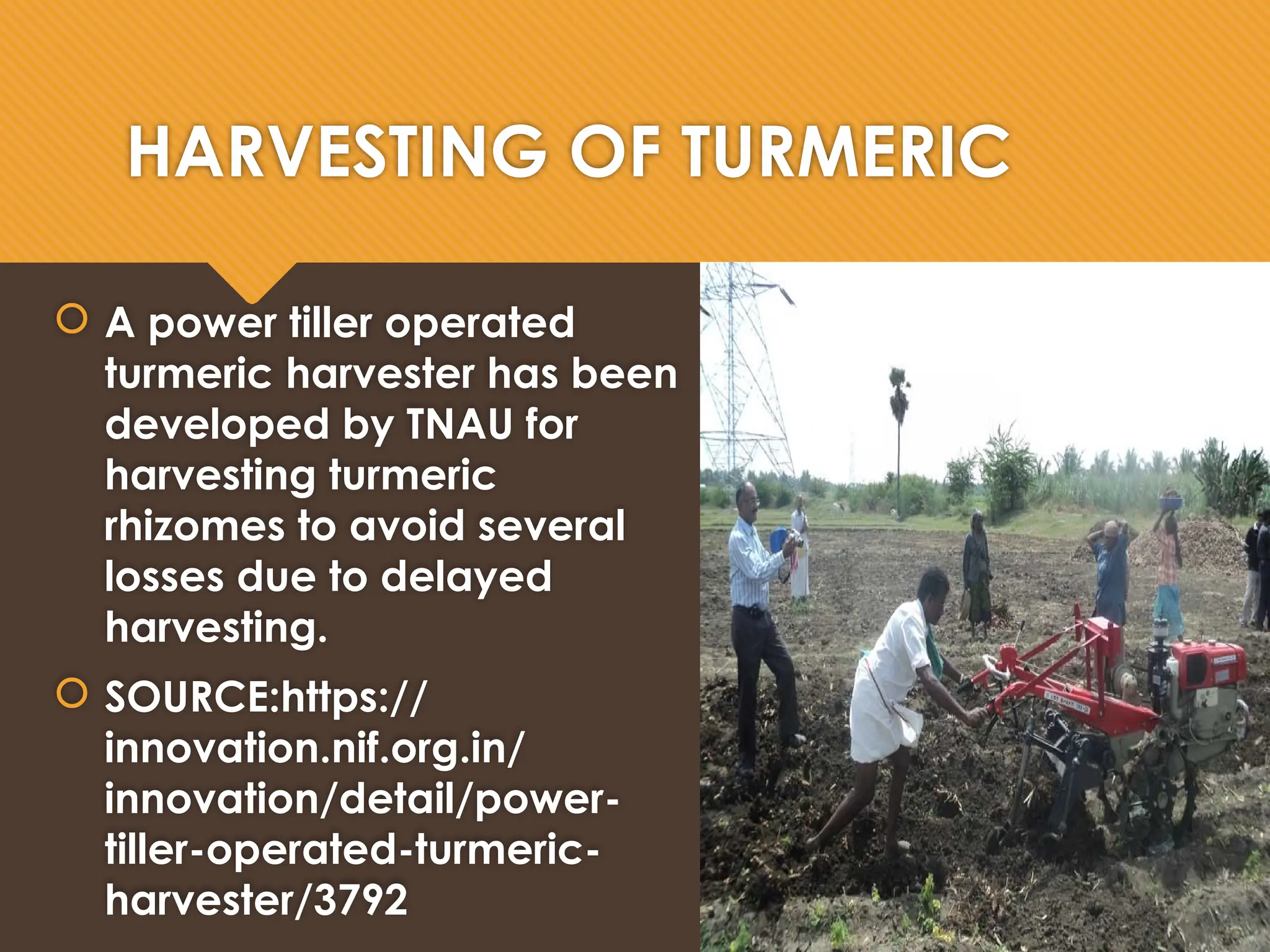 Turmeric Plantation Isabela State University.pptx