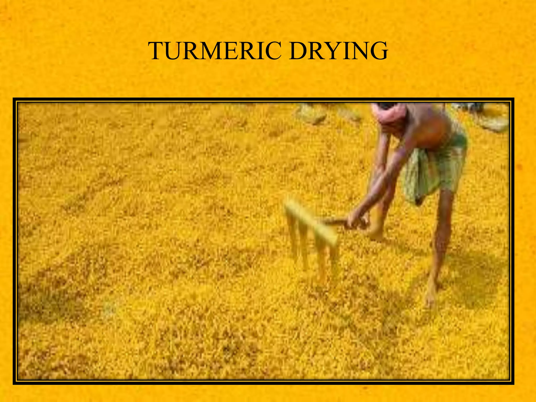 TURMERIC PROCESSING | PPTX