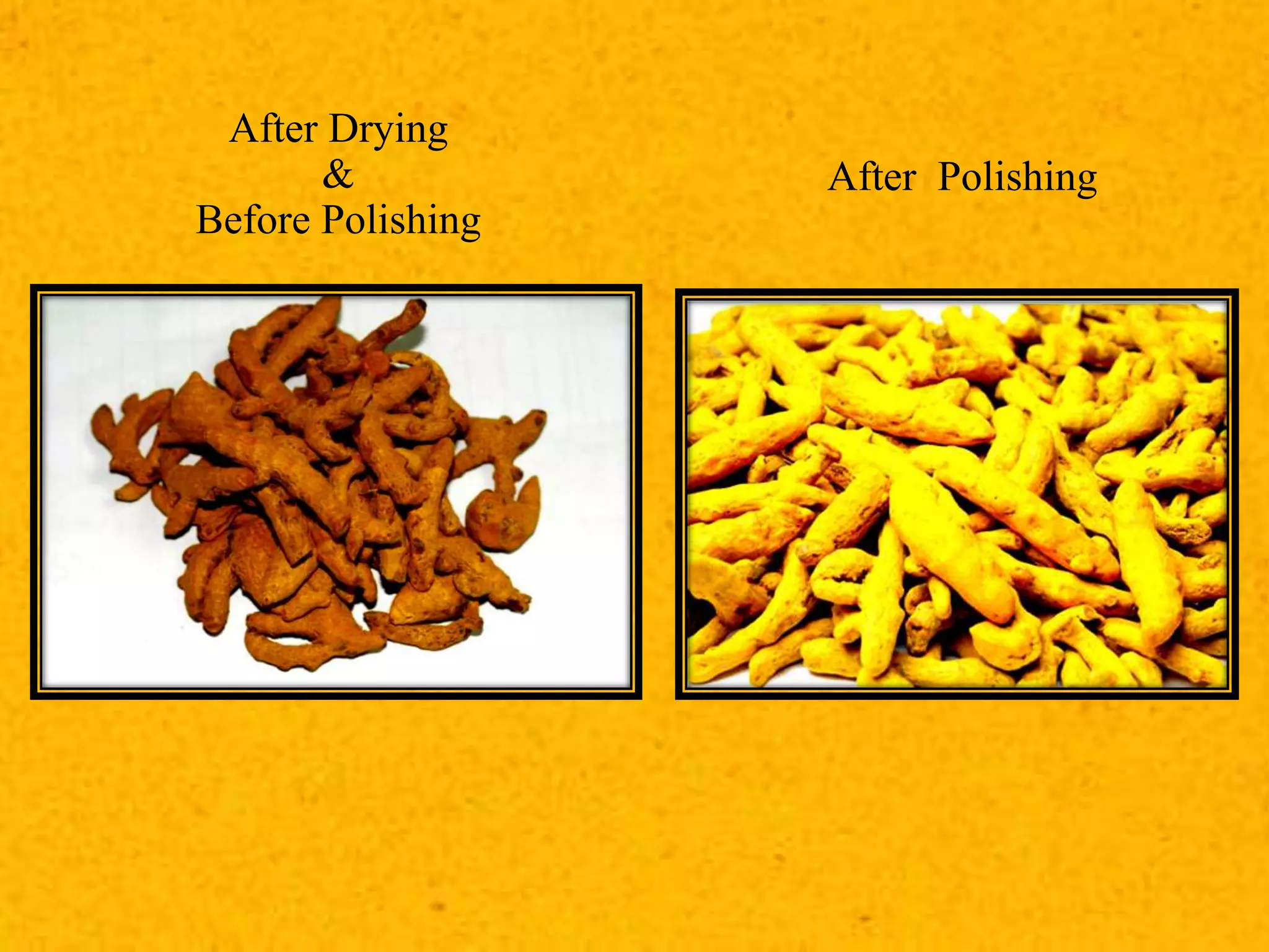 TURMERIC PROCESSING | PPTX