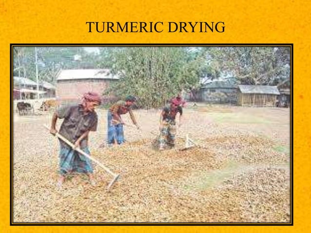 TURMERIC PROCESSING | PPTX | Herbs and Supplements | Alternative Medicine