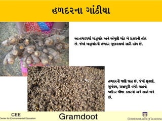 Turmeric powder | PPT