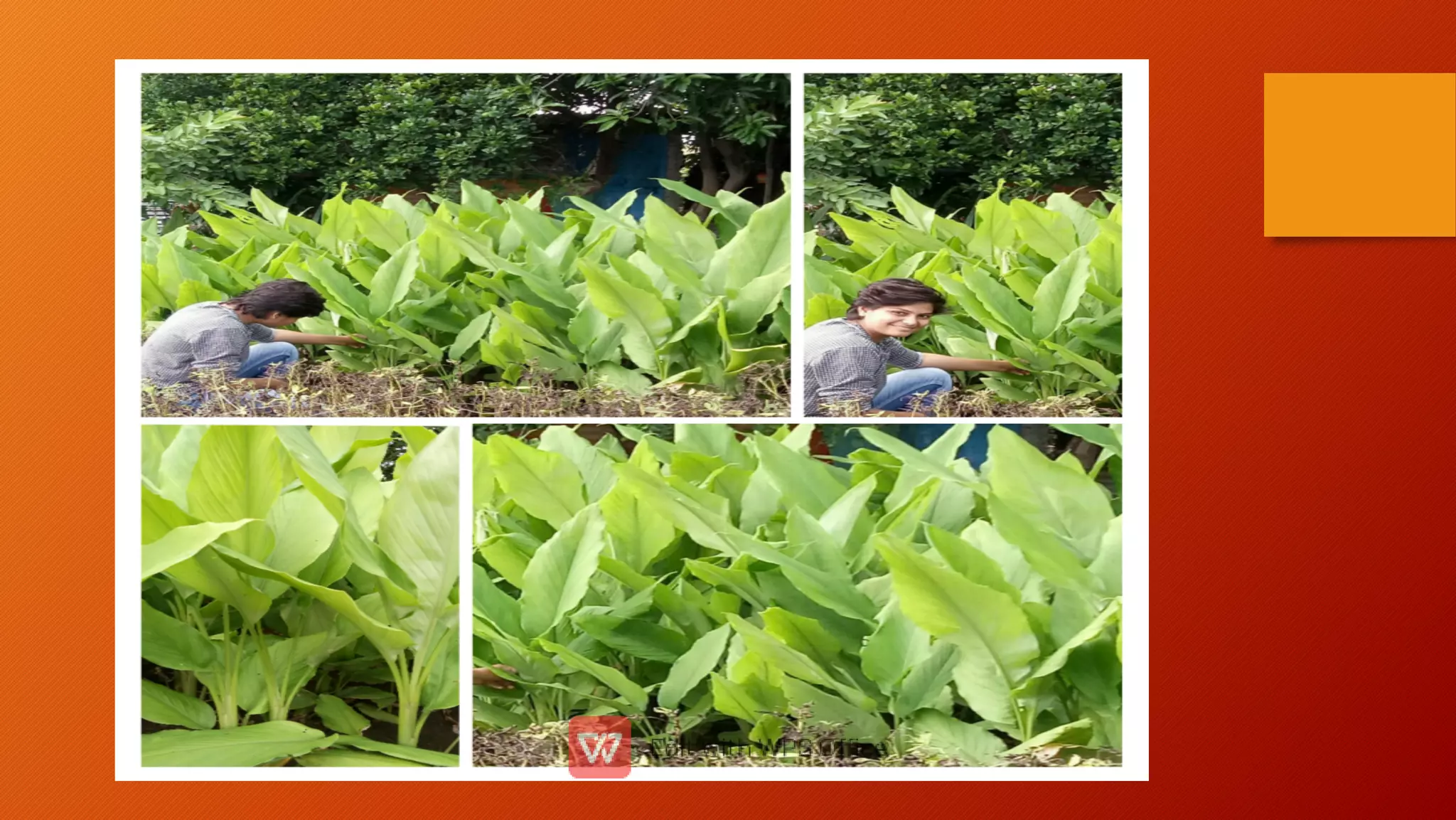 Turmeric presentation | PDF