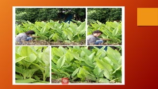 Turmeric presentation | PDF