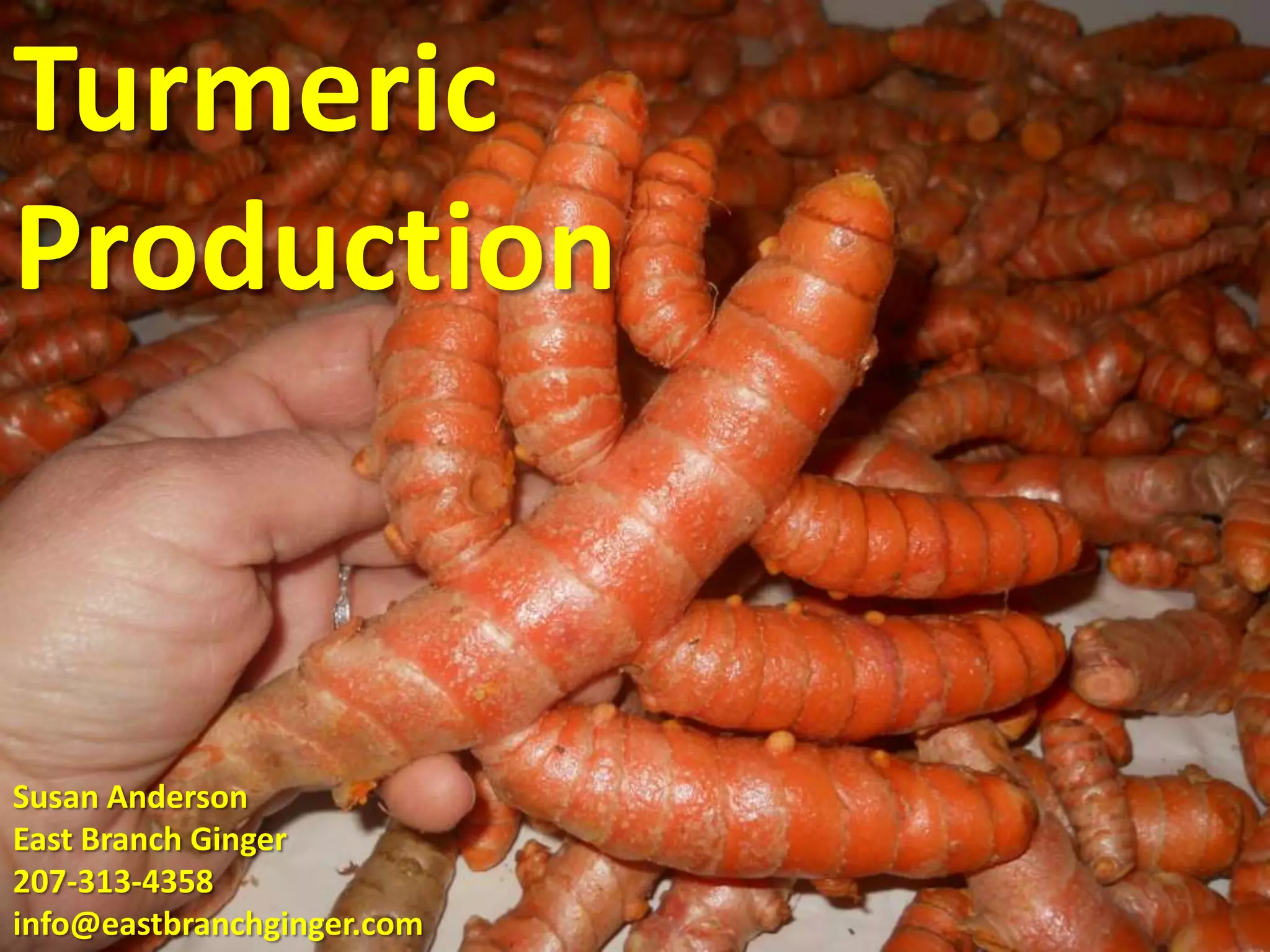 Turmeric presentation.ogs.2013