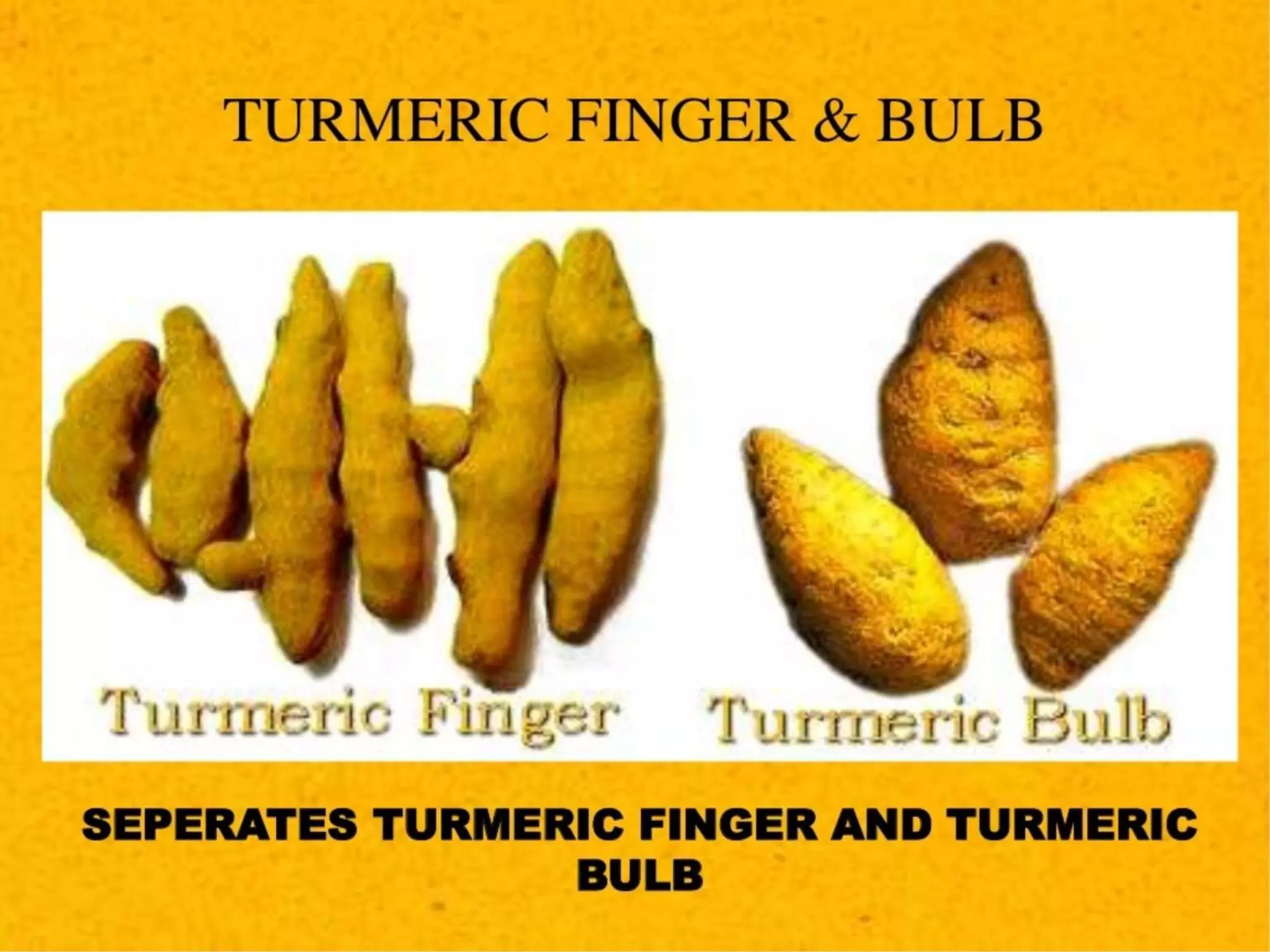 Turmeric Processing | PPTX