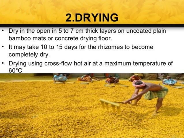 Turmeric processing and importance in bakery products | PPT