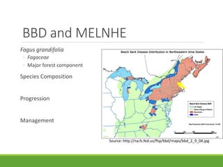 Hot or not? Rating beech bark disease | PPT