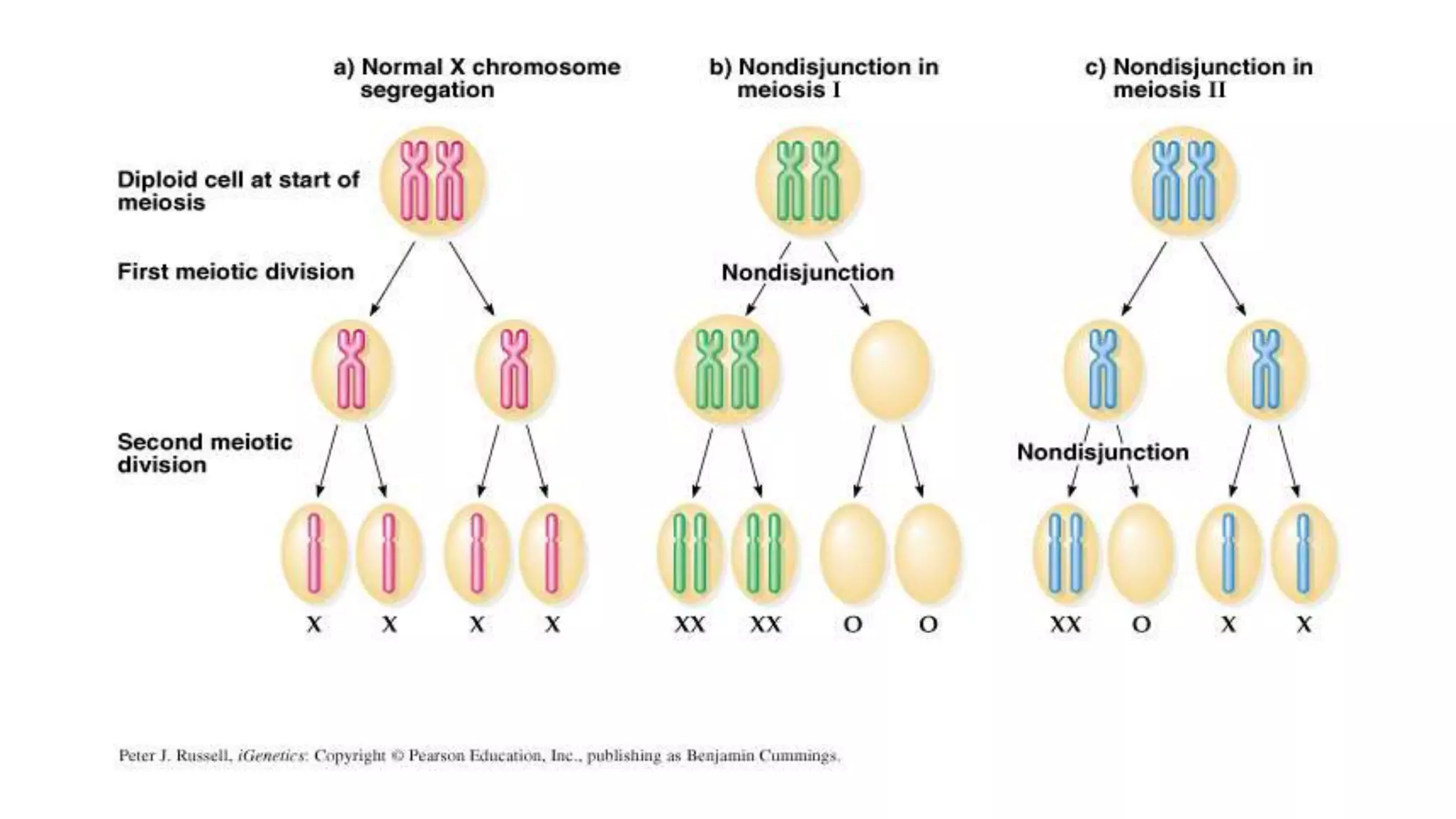 TURNERS & KLIENFELTERS SYNDROME.pptx