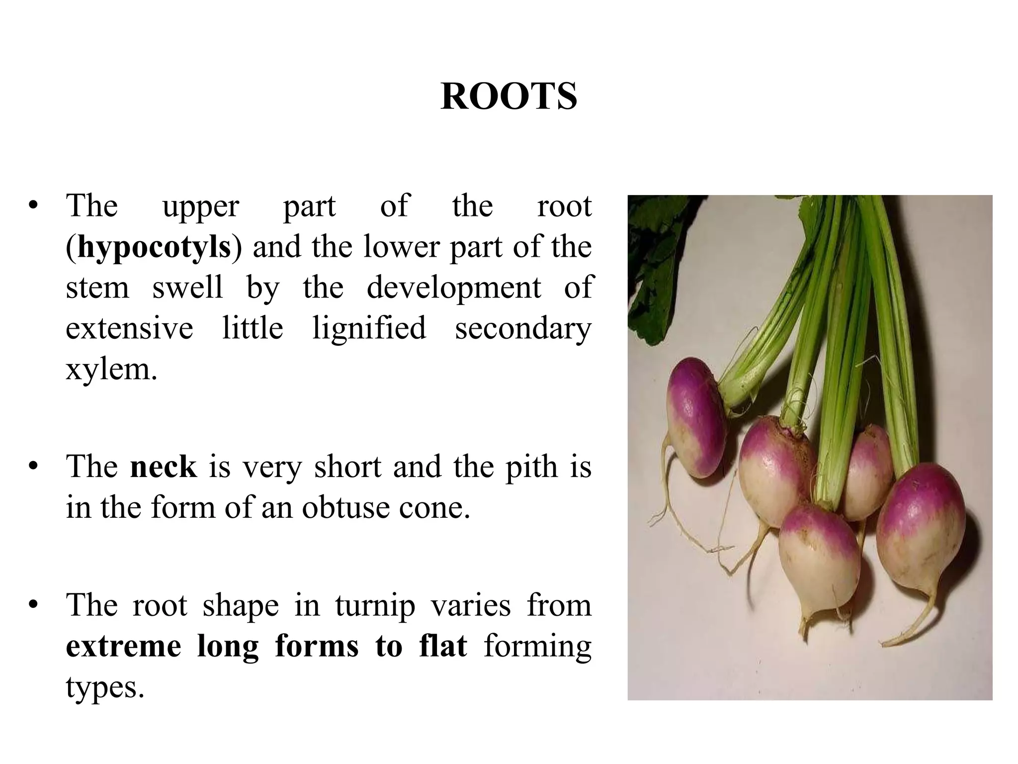 turnip-210917072124.pptx