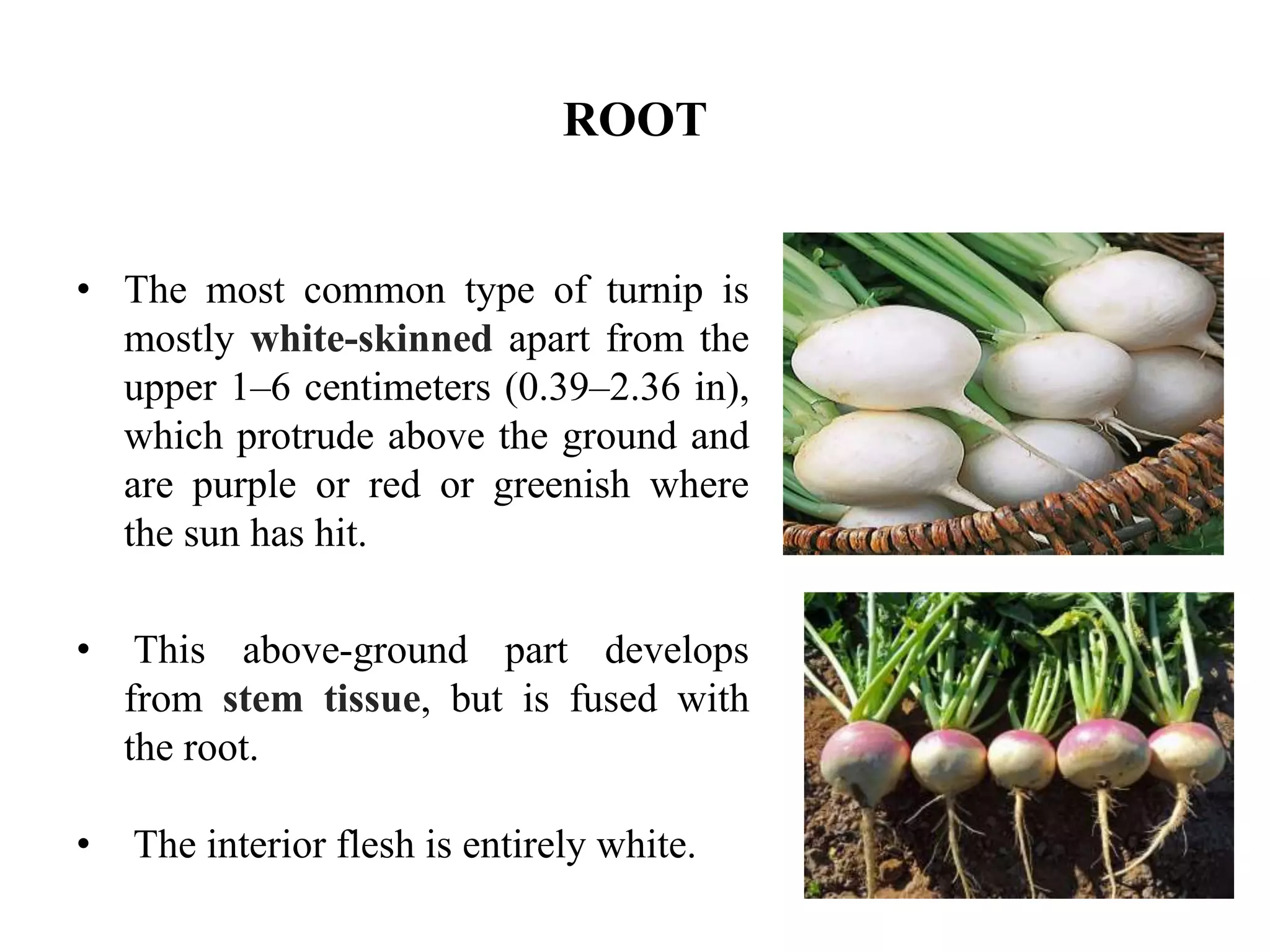 turnip-210917072124.pptx