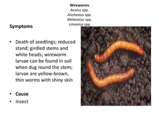 Turnip insects A Lecture By Allah Dad Khan Provincial Coordinator IPM ...