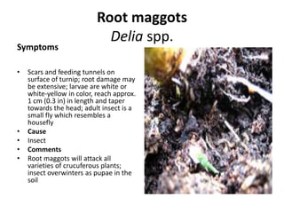 Turnip insects A Lecture By Allah Dad Khan Provincial Coordinator IPM ...