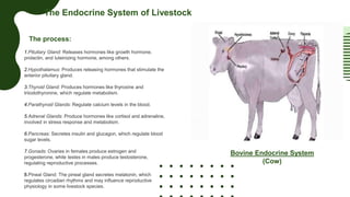 turns avian and livestock2222222(1).pptx