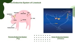 turns avian and livestock2222222(1).pptx