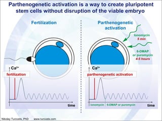 How is Parthenogenesis Done? (ANIMATED) | PPS