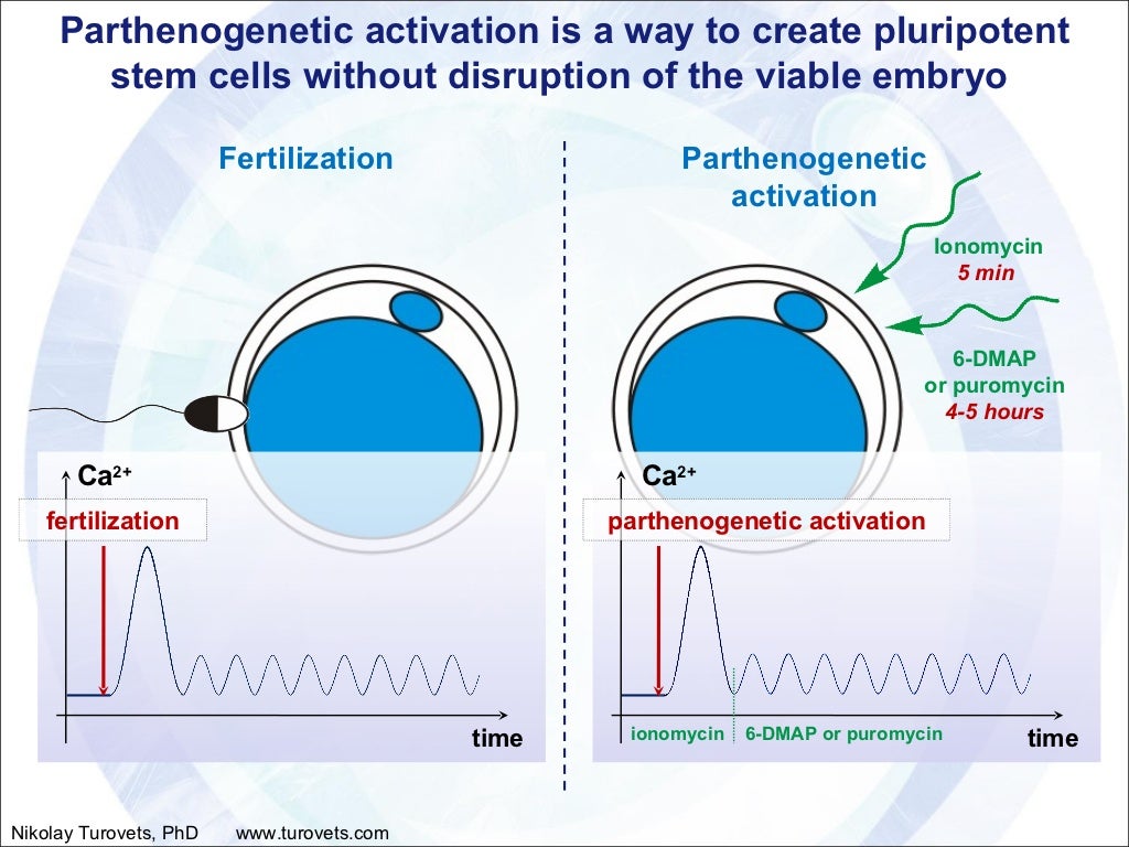 How is Parthenogenesis Done? (ANIMATED)