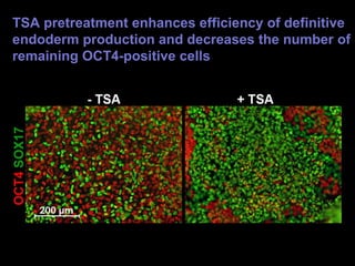 Derivation of highly enriched cultures of differentiated cells from ...