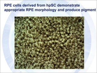 Derivation of highly enriched cultures of differentiated cells from ...