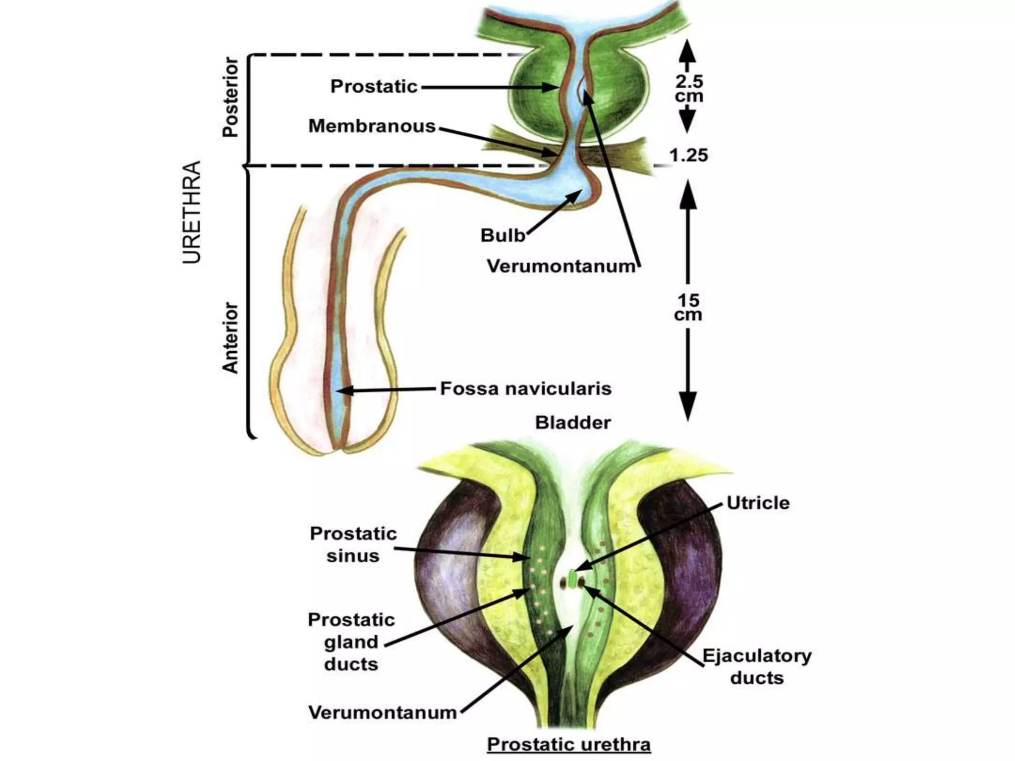 Turp techniques | PPTX