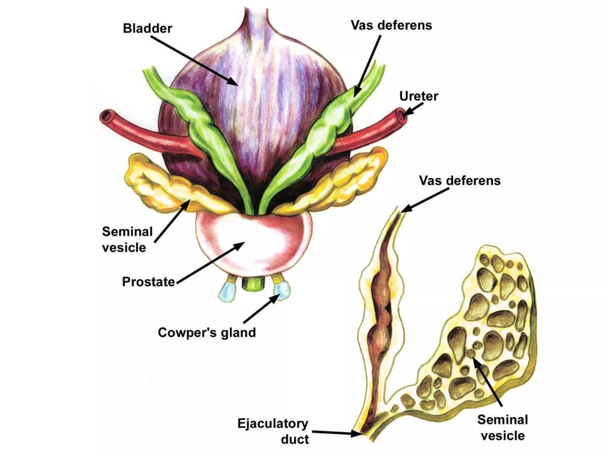 Turp techniques | PPTX