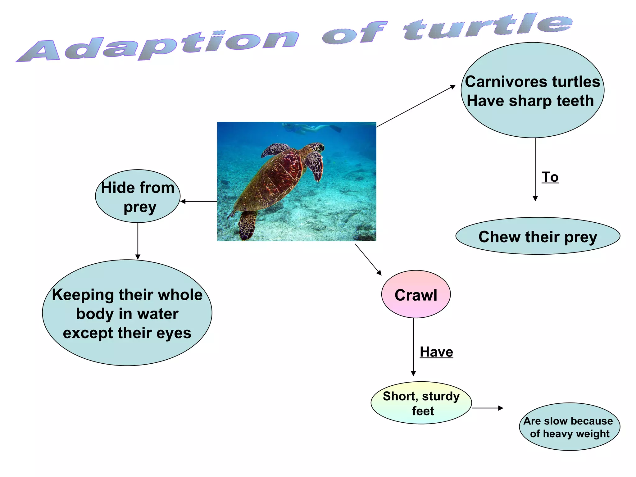 Turtle | PPT
