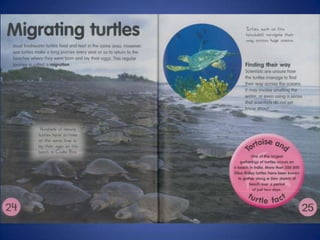 Turtle/Tortoise Book | PPT