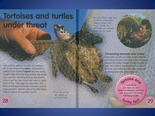 Turtle/Tortoise Book | PPT
