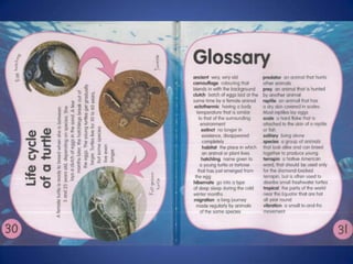 Turtle/Tortoise Book | PPT