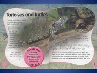 Turtle/Tortoise Book | PPT