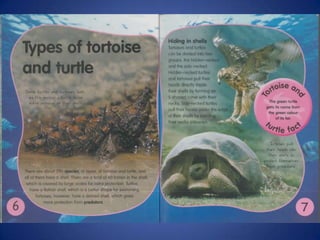 Turtle/Tortoise Book | PPT