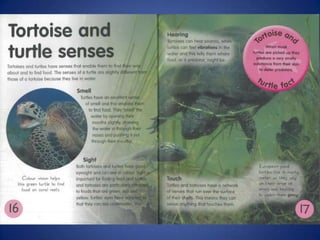 Turtle/Tortoise Book | PPT