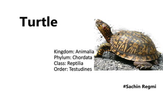 Turtle Medicine Veterinary by SACHIN REGMI | PPTX | Ear, Nose and ...