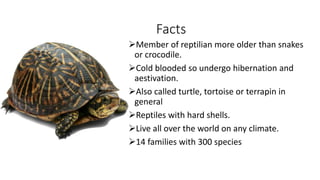 Turtle Medicine Veterinary by SACHIN REGMI | PPTX