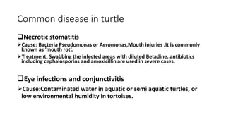 Turtle Medicine Veterinary by SACHIN REGMI | PPT
