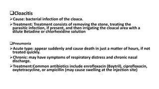 Turtle Medicine Veterinary by SACHIN REGMI | PPTX | Ear, Nose and ...