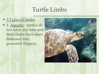 Turtle notes | PPT | Reptiles | Pets