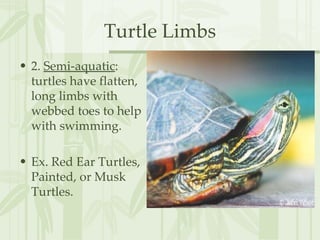 Turtle notes | PPT | Reptiles | Pets
