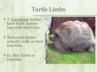 Turtle notes | PPT | Reptiles | Pets