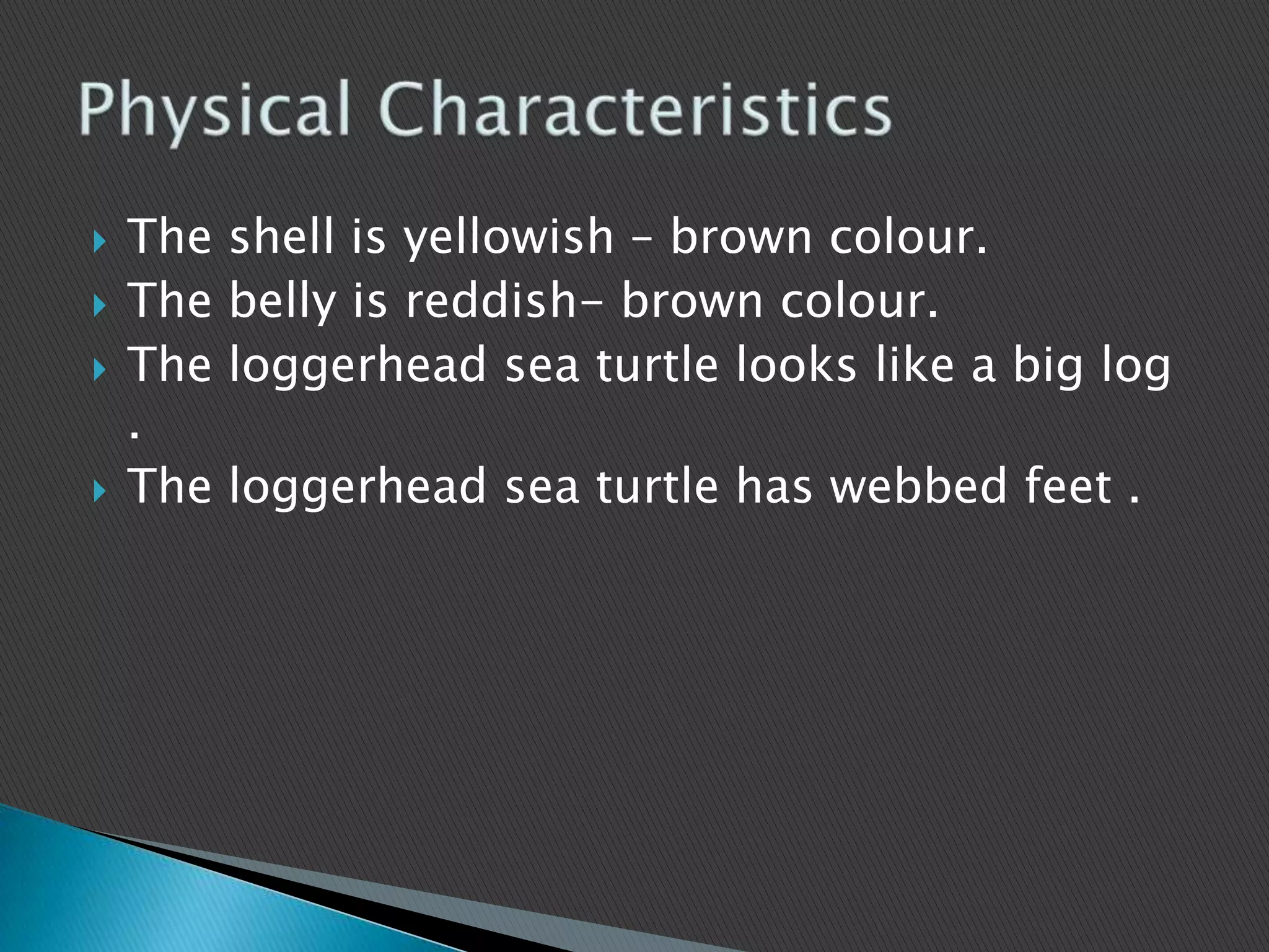 Turtle powerpoint | PPTX