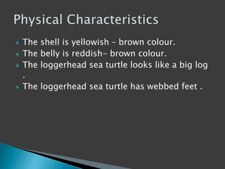 Turtle powerpoint | PPTX