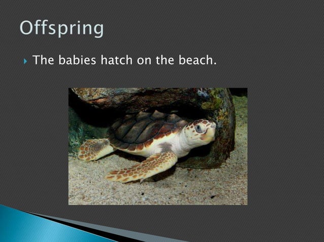 Turtle powerpoint | PPTX | Reptiles | Pets