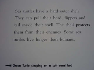 Turtle powerpoint | PPTX