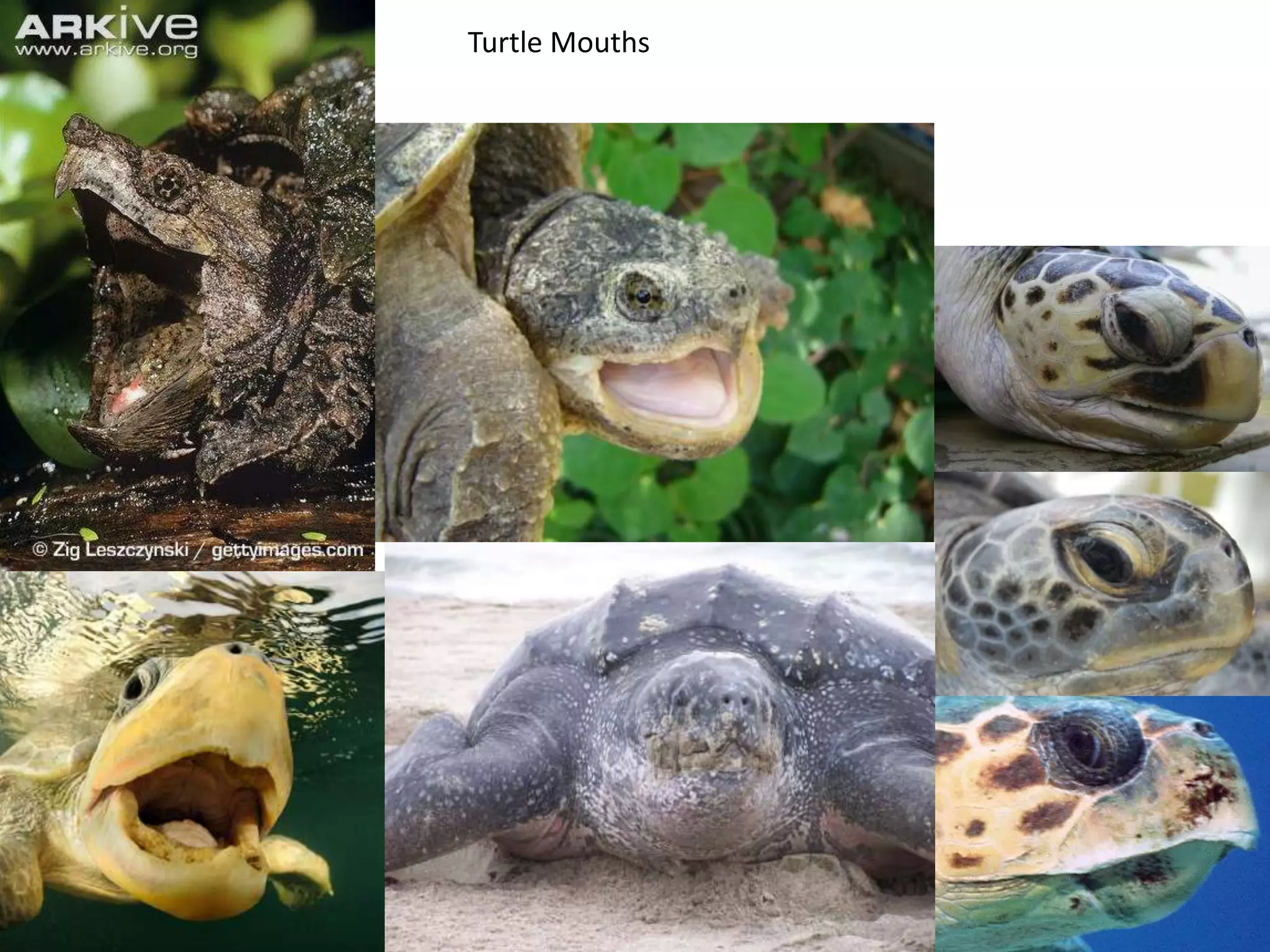 Turtle Ideas Generation | PPTX