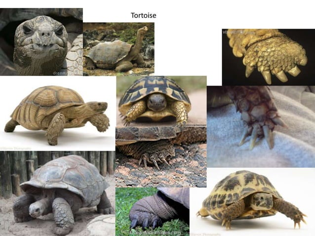 Turtle Ideas Generation | PPTX