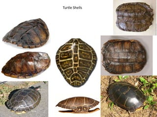 Turtle Ideas Generation | PPTX