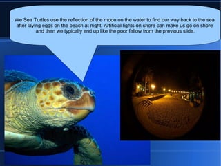 Turtles | PPT